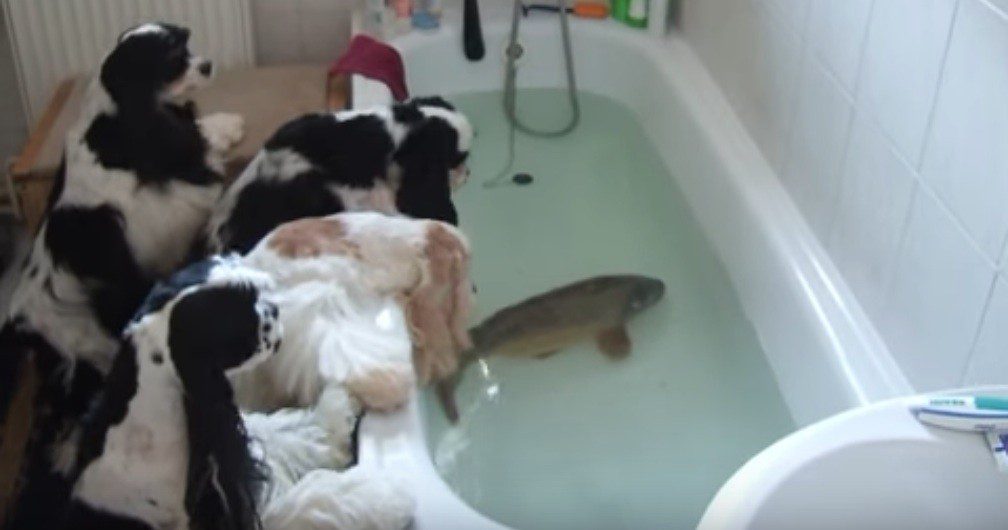 Cocker Spaniels Say "Hello" To Fish In The Tub