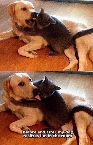 26 Hilarious Dog Truths That Every Pet Parent Will Recognize