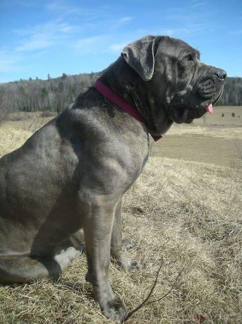 Rescuer's Touching Commitment to Helping a Dog When No One Else Would