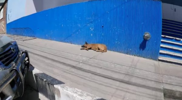 Steve-O Visits Peru and Finds a Street Dog Who Becomes His Best Friend