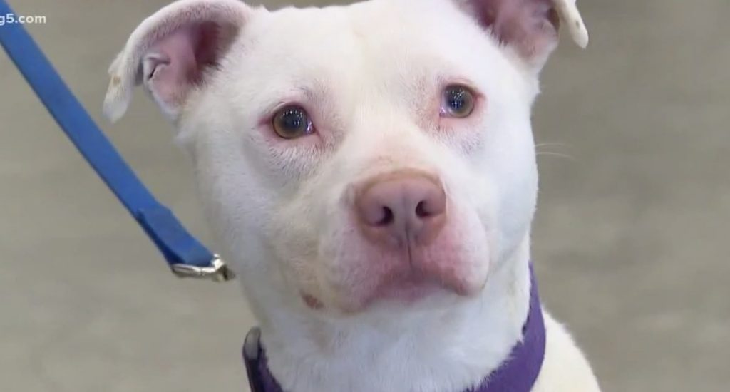 Police Officers Come to the Rescue of Scared Pit Bull Stuck Under Train