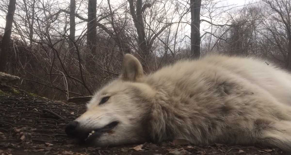 Wolf Adorably Shows Off Why She is Called 'The Lazy Howler'