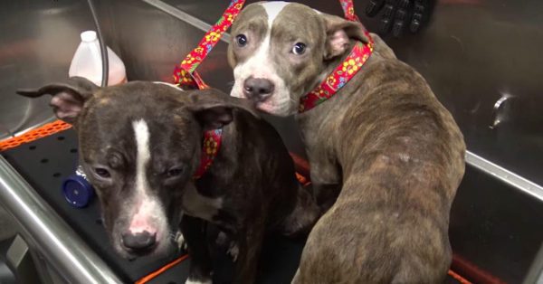 Mama Dog with Huge Abscess on Her Neck Fights to Stay Alive for Her Puppies