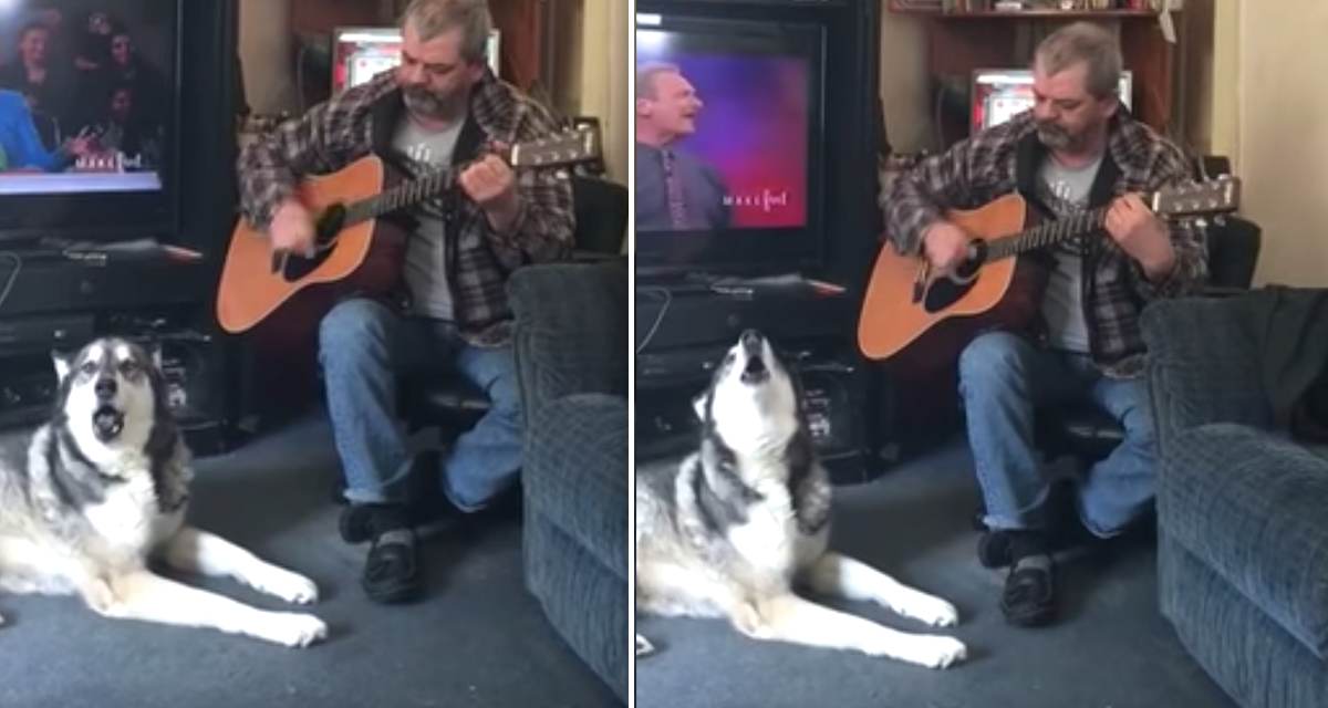 Dog Shows Off His Soulful Singing Voice While Dad Strums the Guitar