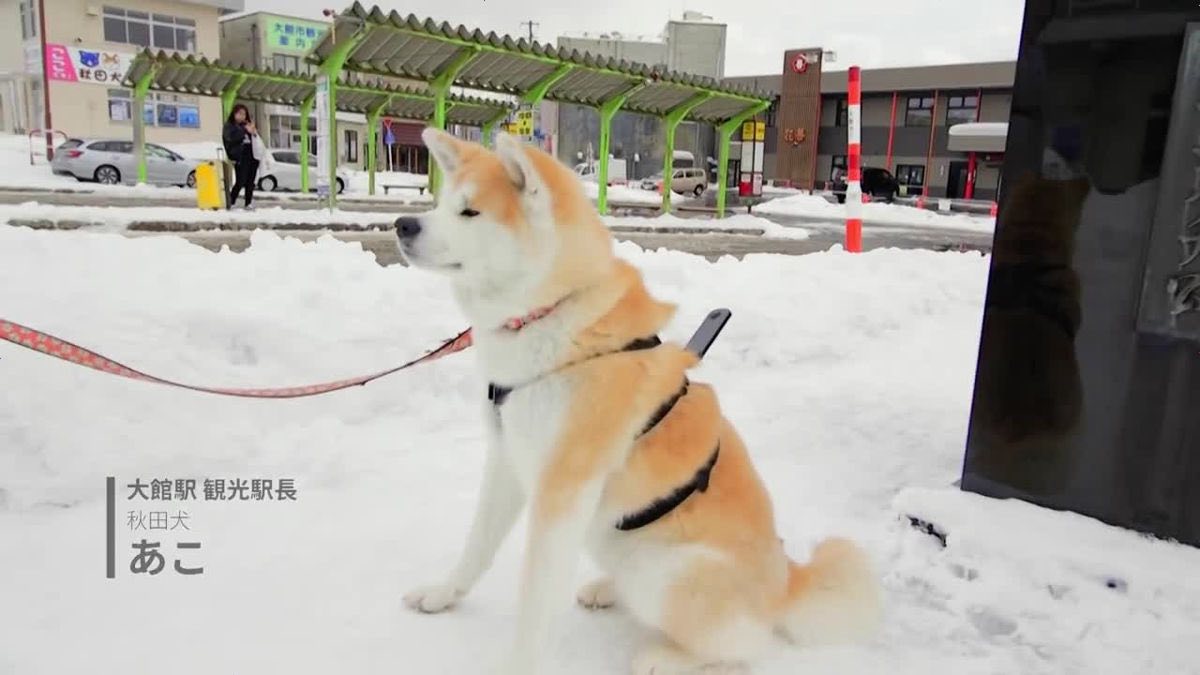 Akita Dogs Take Viewers On a 'Dog-View' Tour Of Birthplace of the Breed ...