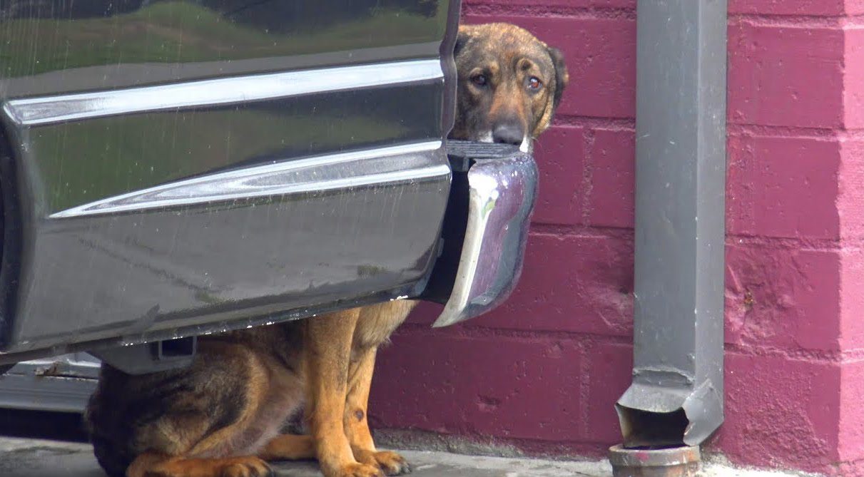 Homeless German Shepherd's Heartbreaking Cry Startles Rescuers Trying ...