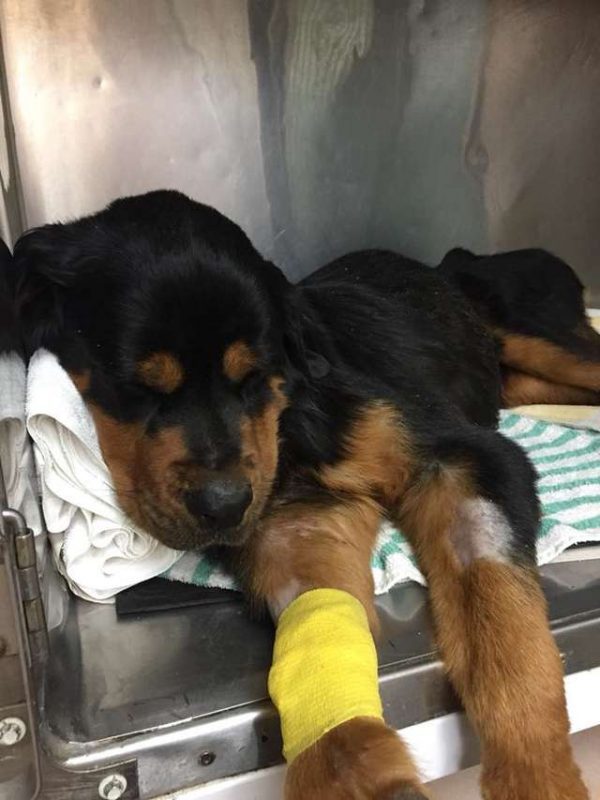 Paralyzed Rottweiler Brutally Dumped Almost Gave Up Hope