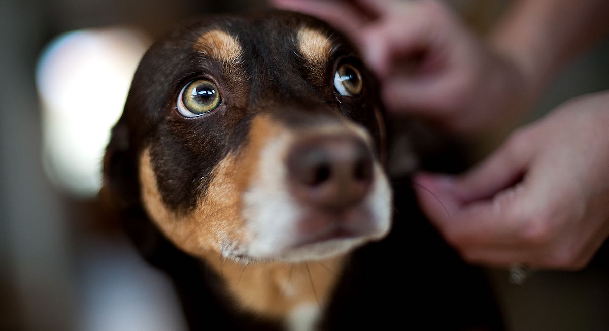 Canine Lyme Disease: Symptoms, Treatment and Prevention