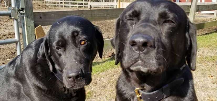 Naughty Dogs Leave Apology Note For Mail Carrier After Eating Her Lunch