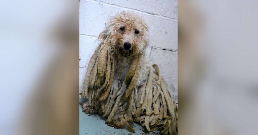 Poodle Covered in Dirty Dreadlocks Freed From Pounds of Hair