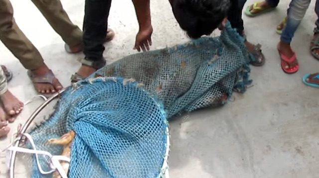 Dog With Life-Threatening Gash in Leg Saved Before The Worst Happened
