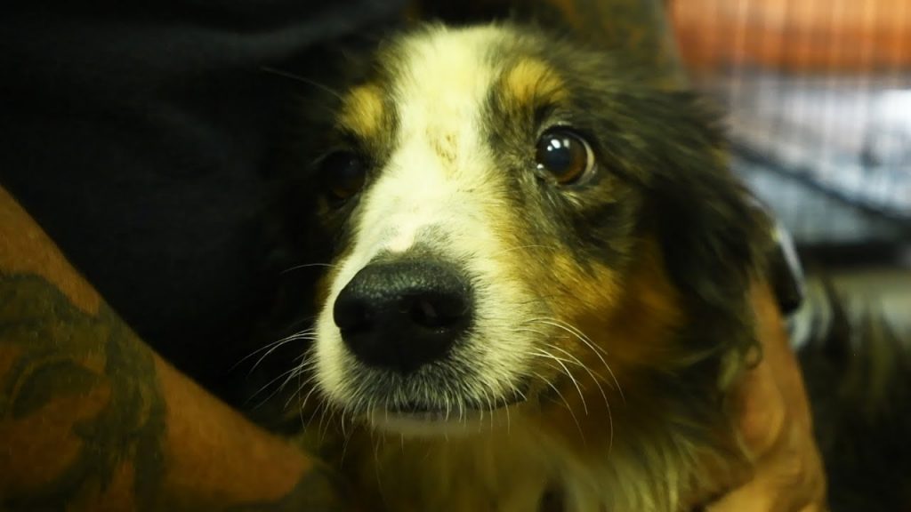 This Video of Dogs and a Cat on a Beach is the Best Version of Pharrell ...