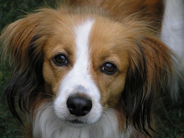 Nederlandse Kooikerhondje Known As The 'Pied Piper' Of Dogs For A Reason