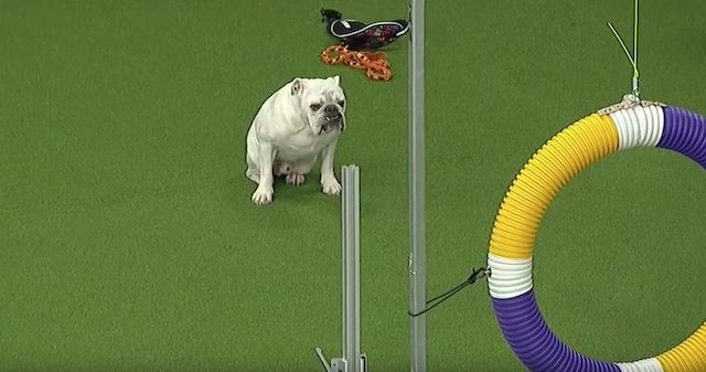 Rudy the Bulldog Surprises Everyone On the Agility Course At ...