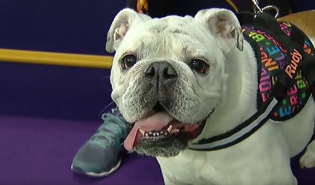 Rudy the Bulldog Surprises Everyone On the Agility Course At ...