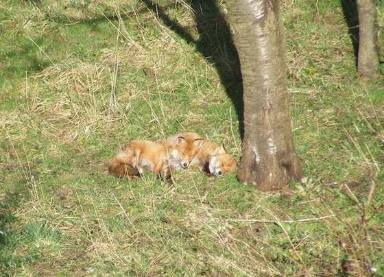 After A Year By Himself, Lonely Fox Living in Garden Finds Love