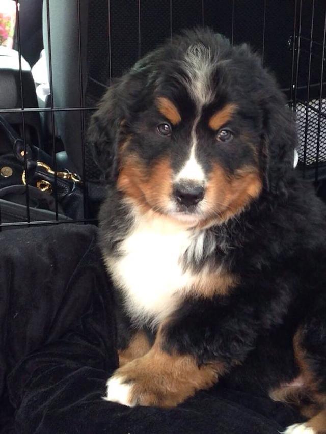 Loving Bernese Mountain Dog Welcomes Newborn Baby Home