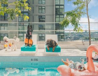 Vancouver Police Dogs are All About Having Fun in This Year's Calendar ...