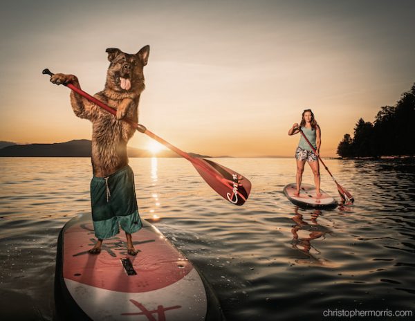 Vancouver Police Dogs are All About Having Fun in This Year's Calendar ...