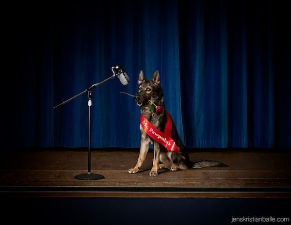 Vancouver Police Dogs are All About Having Fun in This Year's Calendar ...