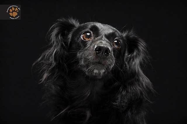 Photographer's Striking Portraits of Black Dogs Aim to Thwart Black Dog ...