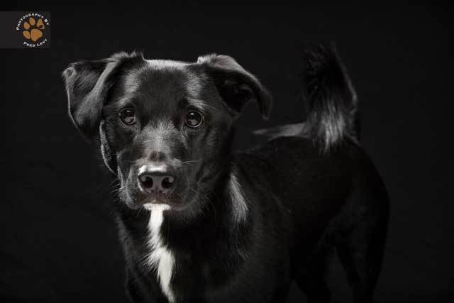 Photographer's Striking Portraits of Black Dogs Aim to Thwart Black Dog ...