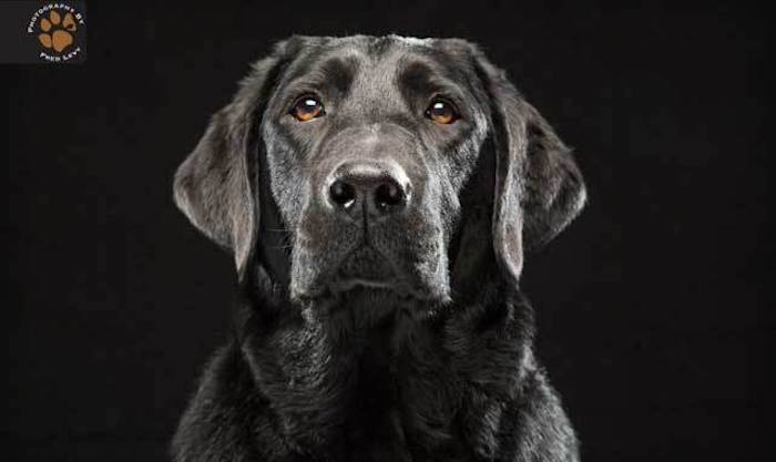 Photographer's Striking Portraits of Black Dogs Aim to Thwart Black Dog ...