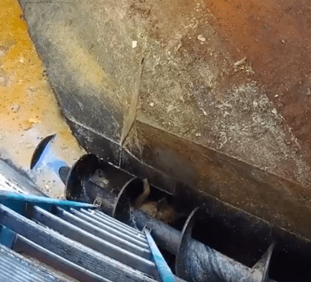 Dog Rescued After Found Stuck Deep Inside Meat Processing Pit's Grinder
