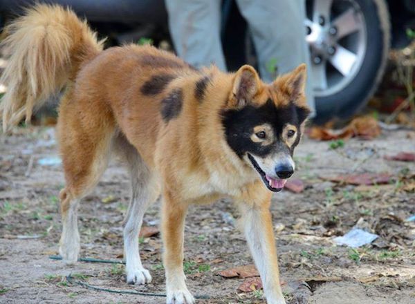 20 Dogs With Unusual and Beautiful Markings