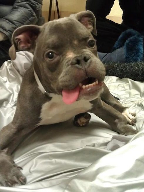Inbred Pit Bull Puppy Escapes Kill Shelter and Finds Loving Home