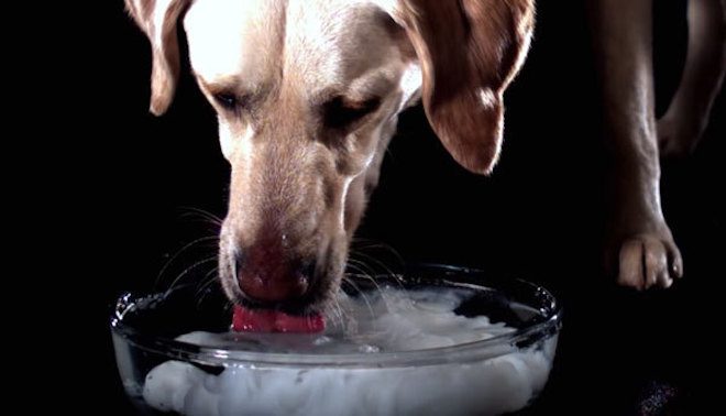 Dog Drinking in Slow Motion Video Reveals Something You Probably Have ...