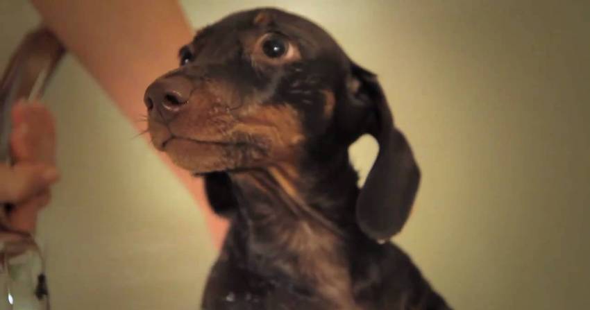 Adorable Dachshund Takes A Bath
