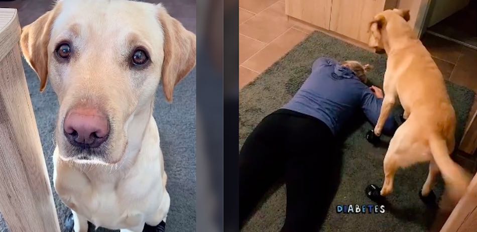 Diabetic Service Dog Shows How He Responds When His Owner's Blood ...