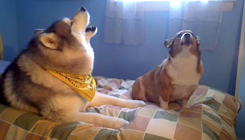Husky and Corgi Have Adorable Sing-along