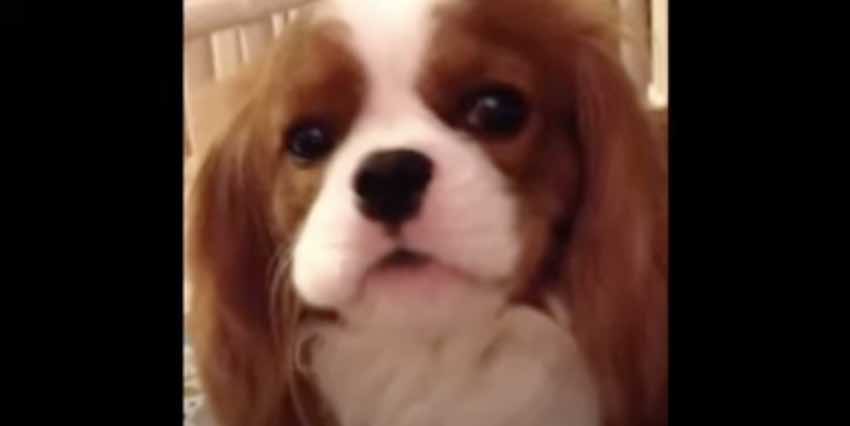 Cavalier King Charles Spaniel Makes a Hilarious 'Confession'