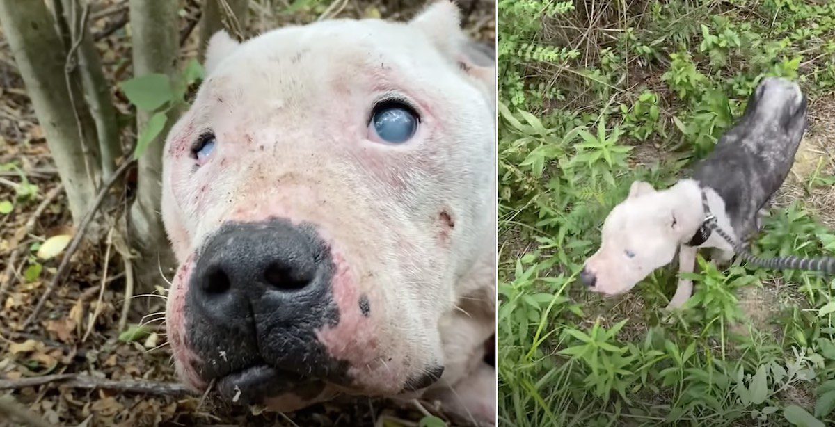 Blind Pit Bull Abandoned In Woods Now Loves Ice Cream and Wants a ...