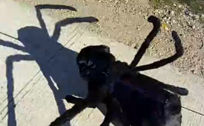Spider Pug is Creepy Cute Just in Time for Halloween