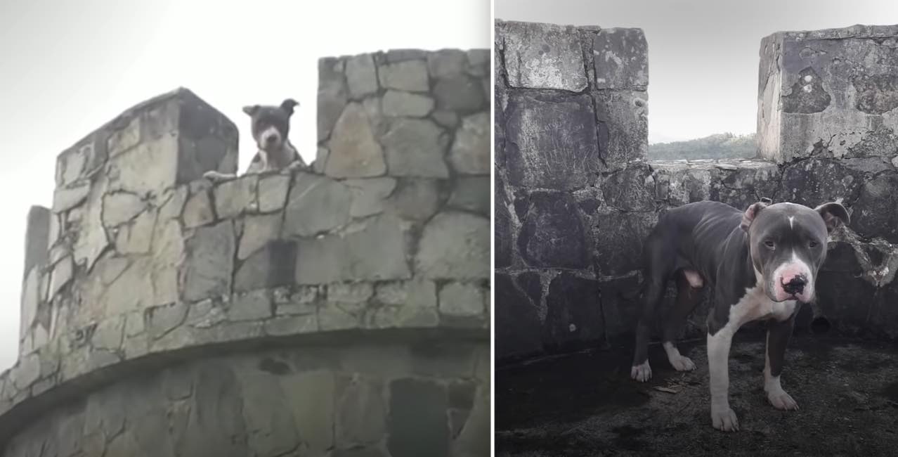 Abandoned Dog Rescued From Tower Deep In The Jungle