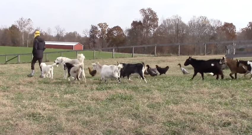 Puppy Goes On Her First Quack Walk With Her New Farm Animal Family