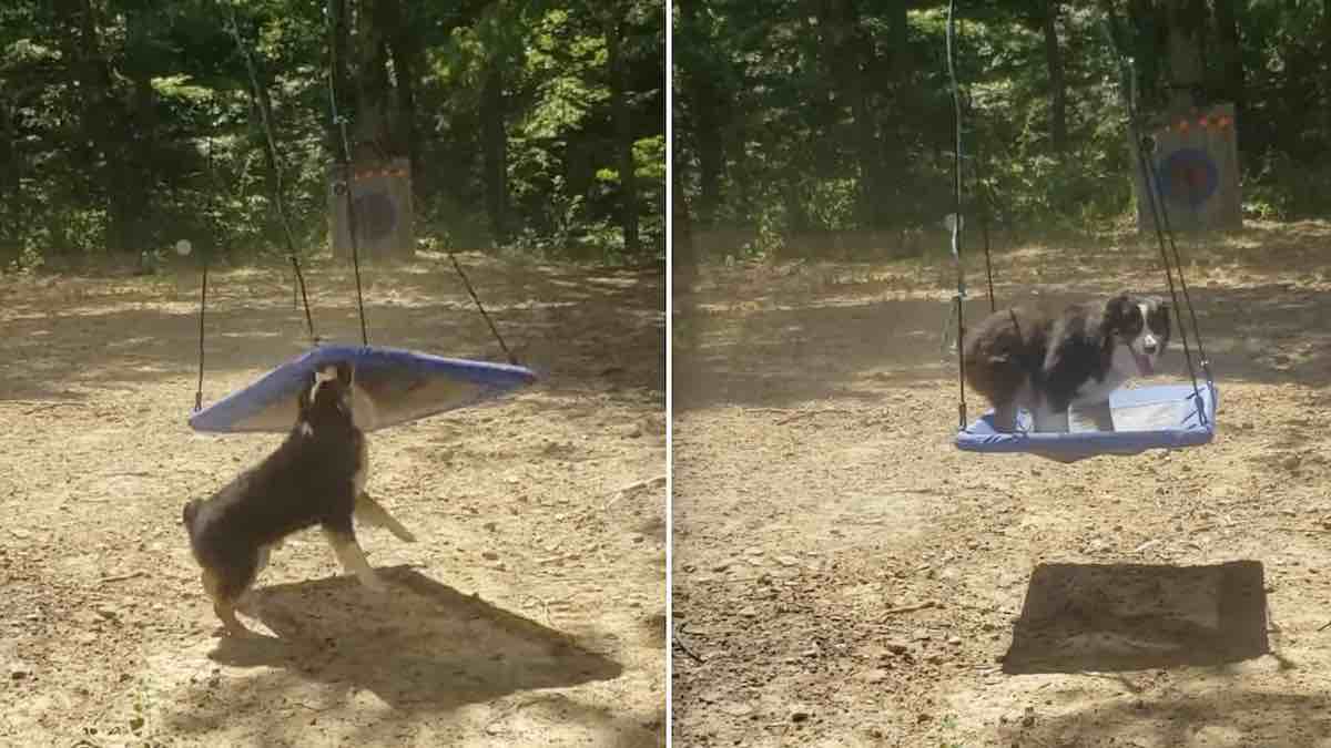 Dog Loves Playing On Swing His Dad Made Him