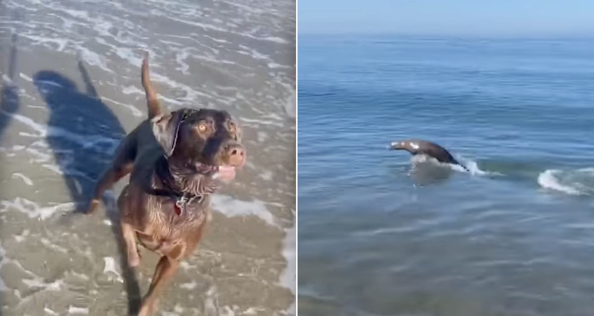 Seal Wants To Join Dog In Game Of Fetch At The Beach