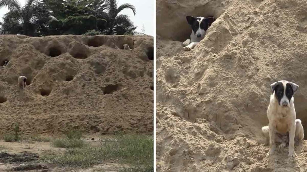 Mama Dog with Huge Abscess on Her Neck Fights to Stay Alive for Her Puppies
