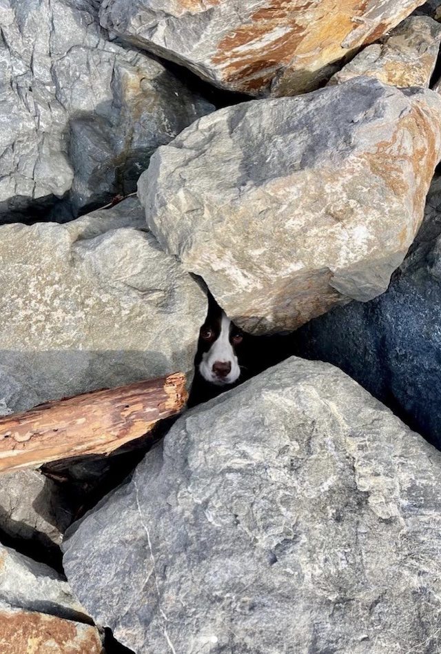 Dog Stuck Under Breakwater Rocks as Tide Coming in Rescued Thanks to ...