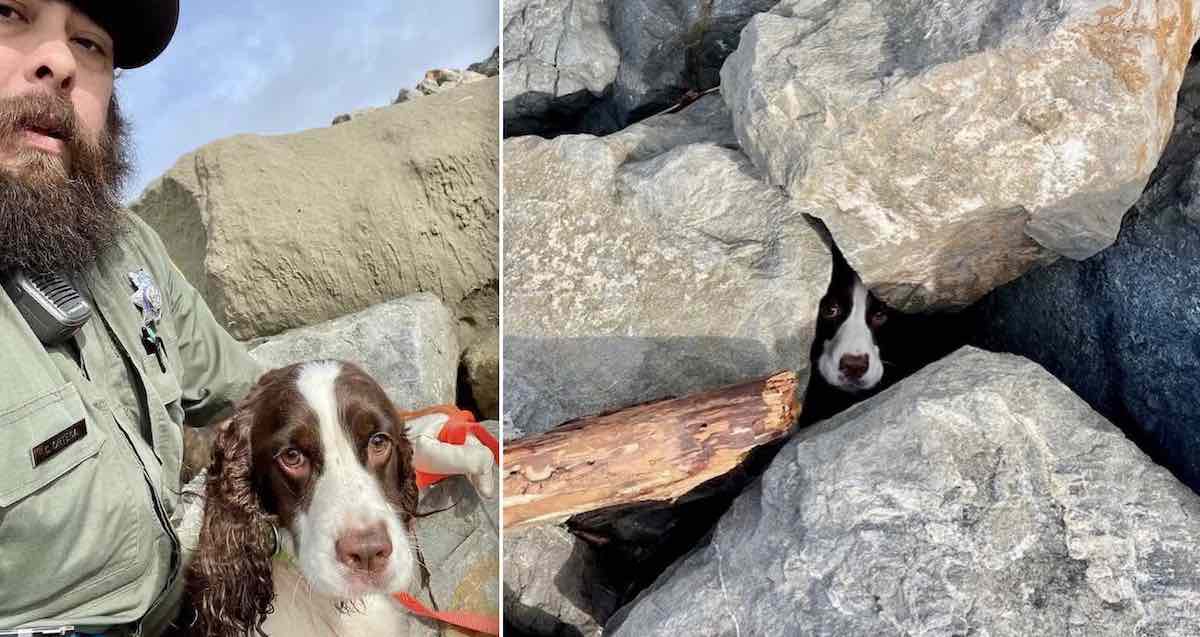 Dog Stuck Under Breakwater Rocks as Tide Coming in Rescued Thanks to ...