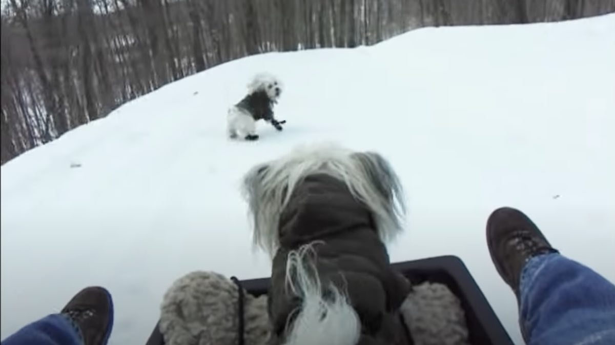 From Sledding to Snowmen, These Dogs Having Too Much Fun Playing in the ...