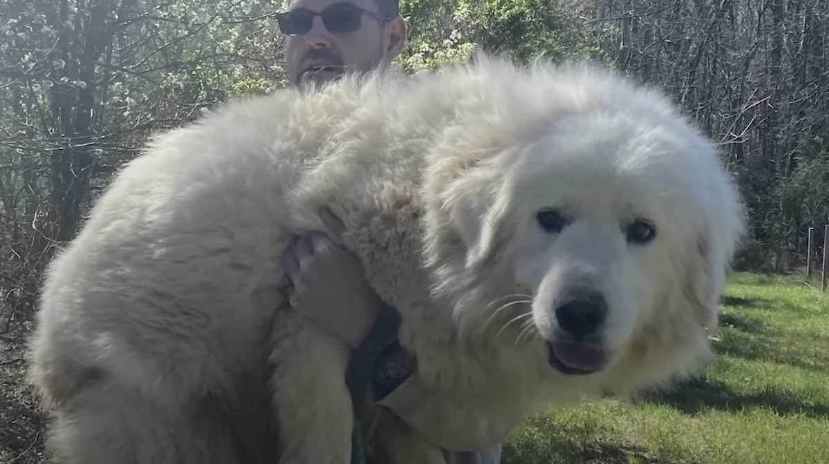 Woman Rescues Skittish Stray Dog Who Now Melts In Her Husband's Arms