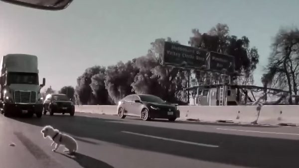 Puppy Jumps Out of Moving Car into Path of Semi Truck and Miraculously ...