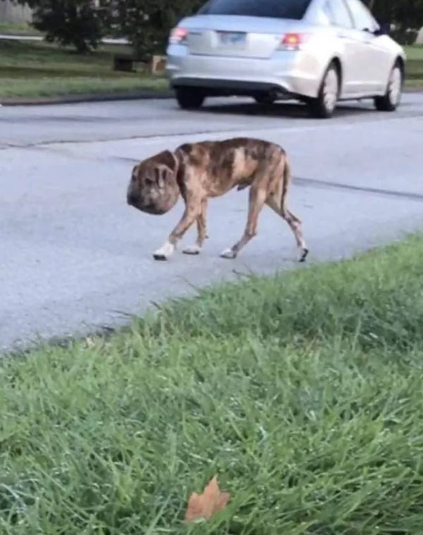 Swollen-Headed Dog Who had No Hope as a Puppy is a Hero Now