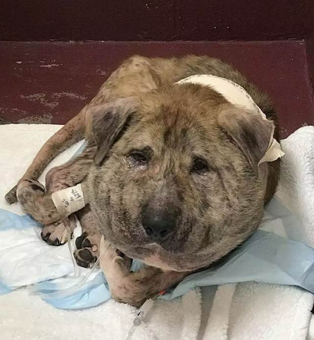 Swollen-Headed Dog Who had No Hope as a Puppy is a Hero Now