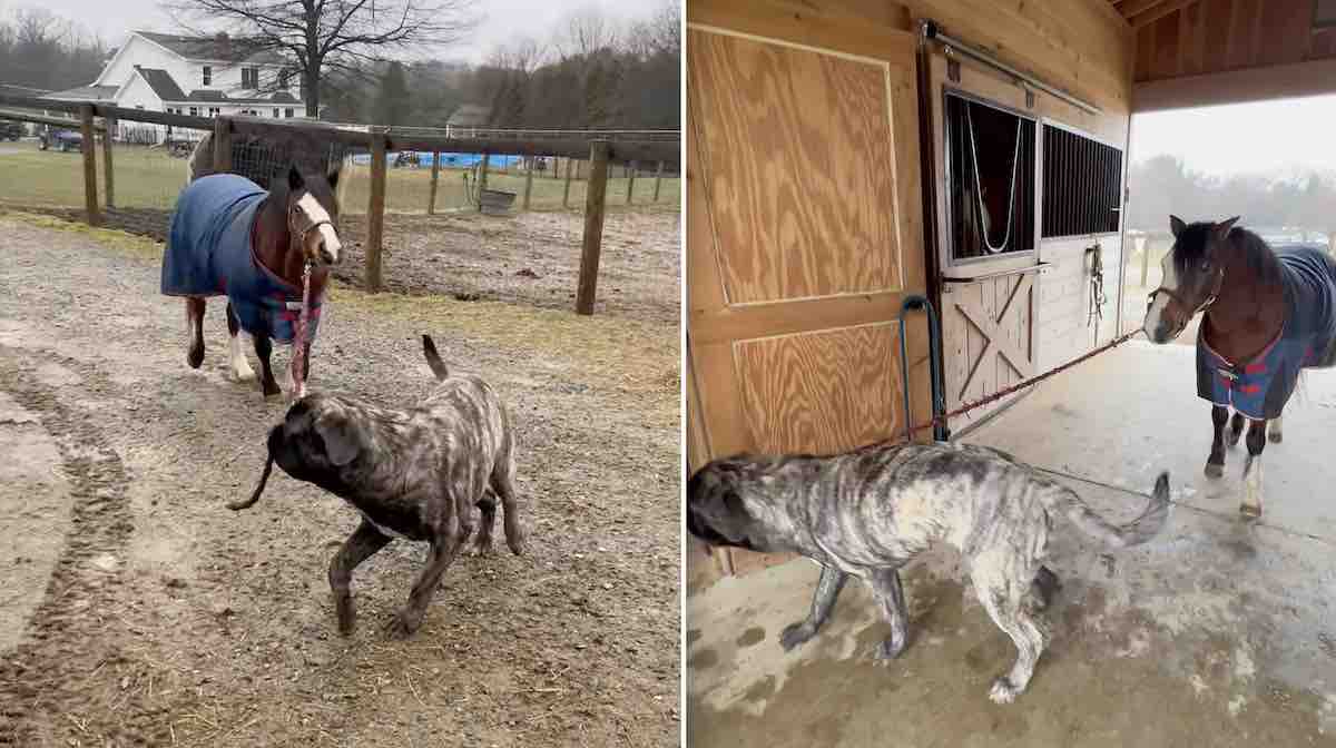 Dog Adorably Takes His Pony For a Walk to the Stables